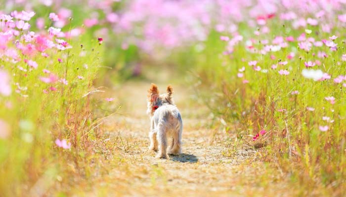 Category: Loneliness – Animal Aromatherapy